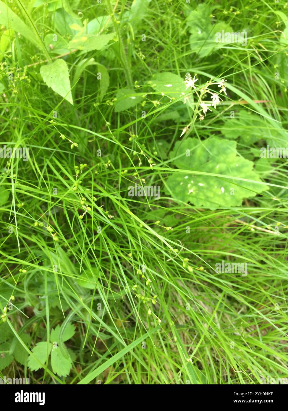 two-seeded sedge (Carex disperma Stock Photo - Alamy