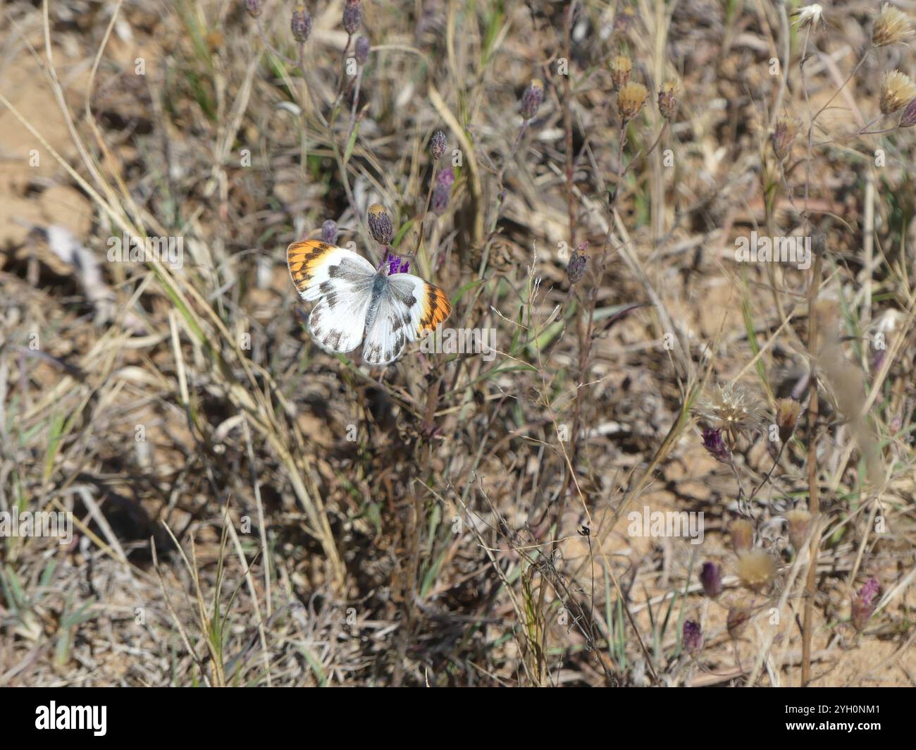 Colotis evenina hi-res stock photography and images - Alamy