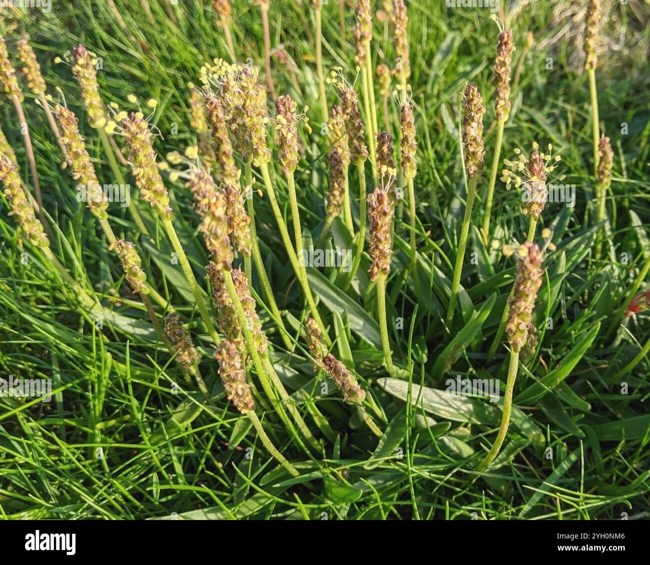 Sea Plantain (Plantago maritima Stock Photo - Alamy