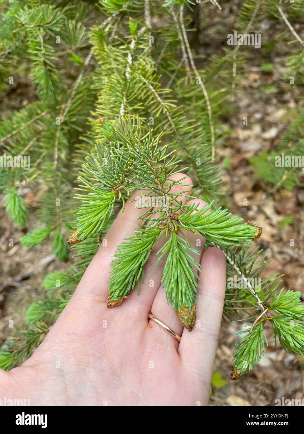 white spruce (Picea glauca Stock Photo - Alamy