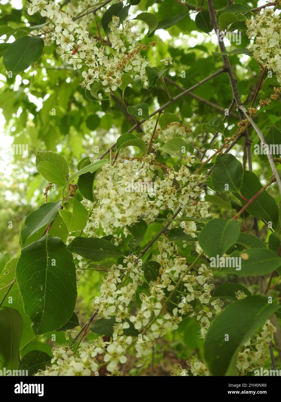 chokecherry (Prunus virginiana Stock Photo - Alamy
