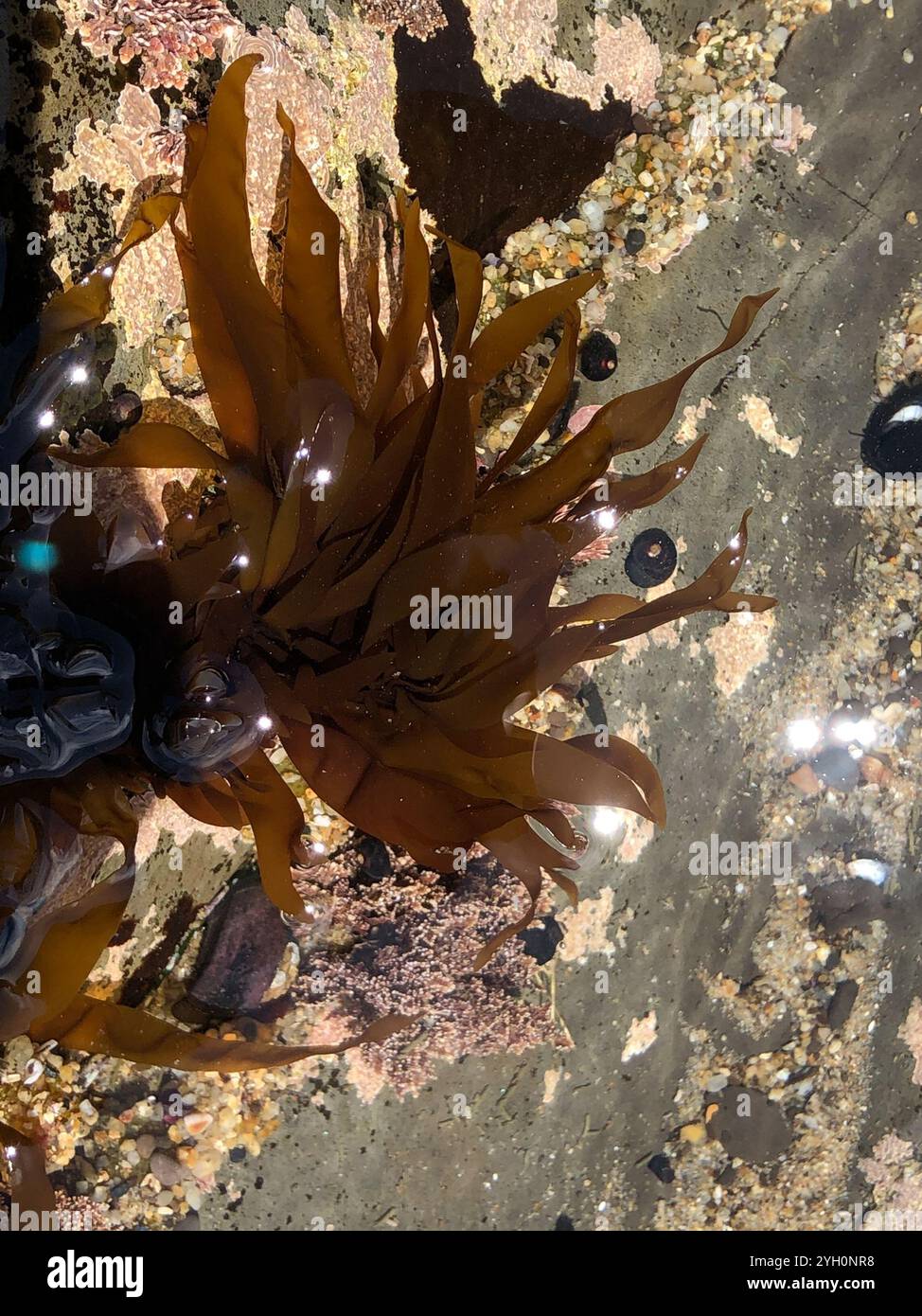 Bleach Weed (Prionitis sternbergii Stock Photo - Alamy