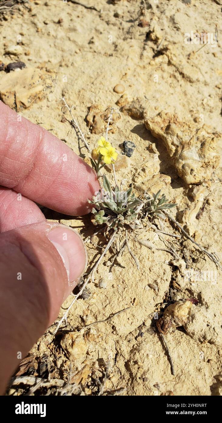 Bladderpods hi-res stock photography and images - Alamy