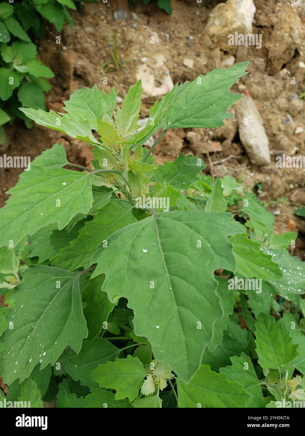 Common Lambsquarters (Chenopodium album Stock Photo - Alamy