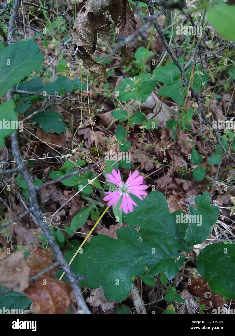 Silene hookeri hi-res stock photography and images - Alamy