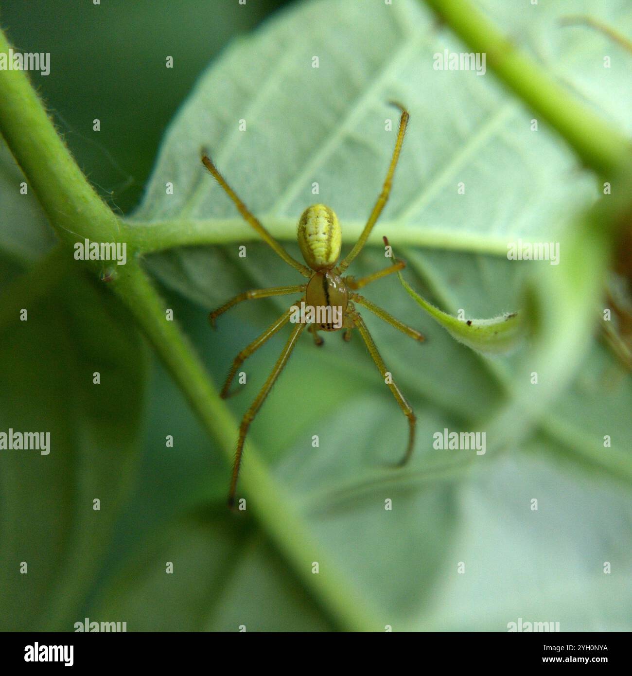 Candy-striped Spider complex (Enoplognatha ovata Stock Photo - Alamy