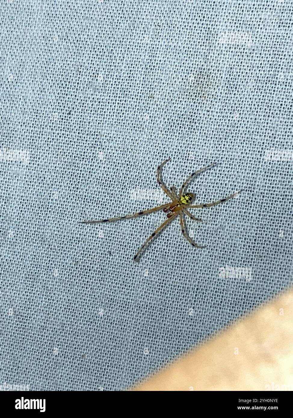 Orbweavers and Allies (Araneoidea Stock Photo - Alamy