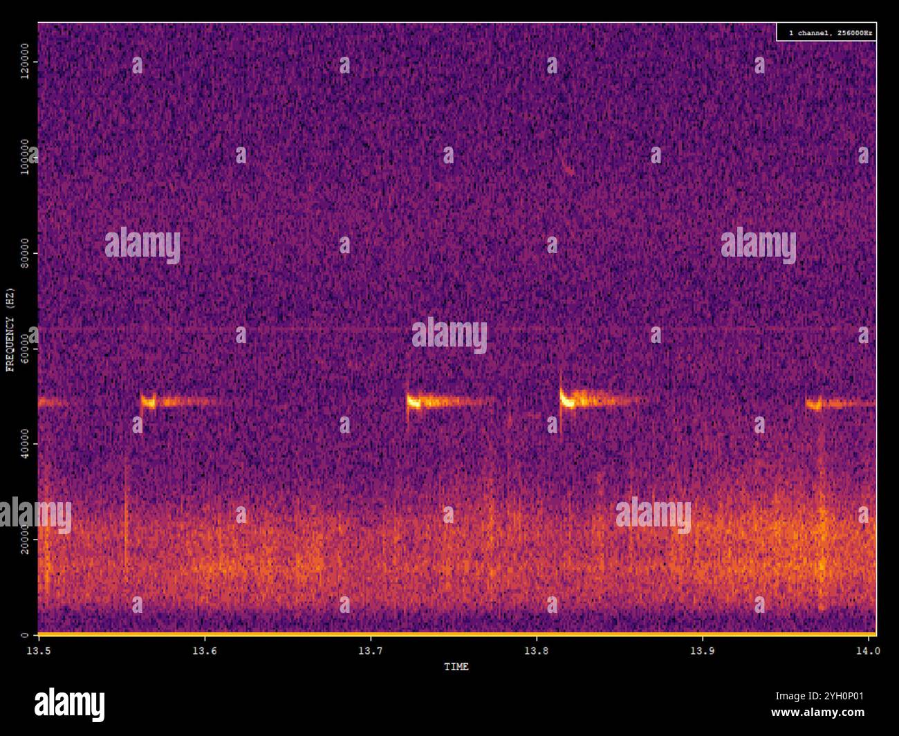 Common Pipistrelle (Pipistrellus pipistrellus Stock Photo - Alamy
