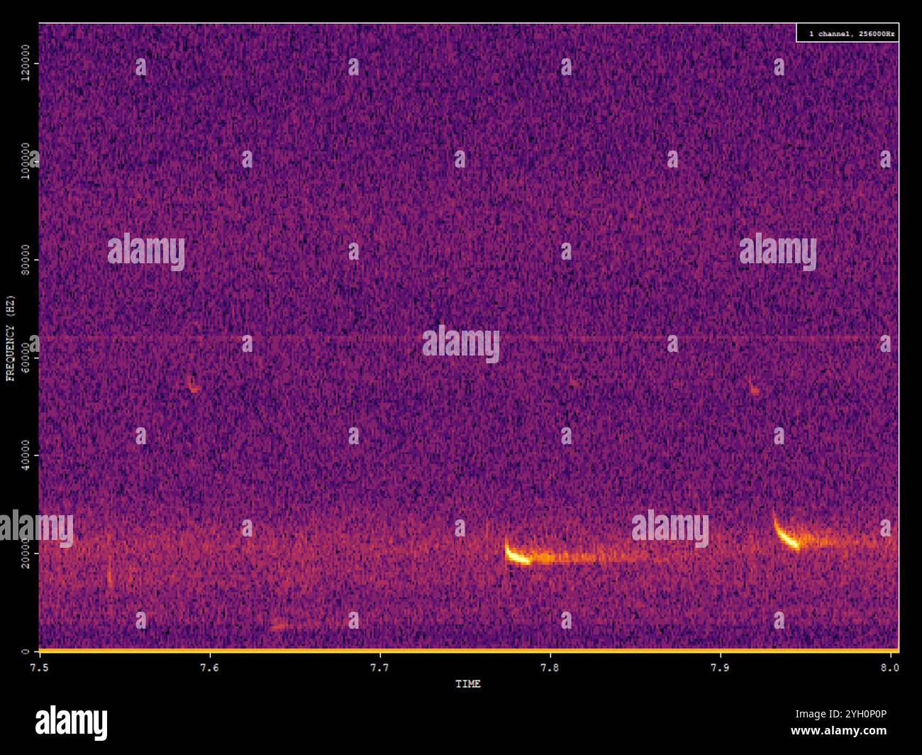 Common Noctule (Nyctalus noctula Stock Photo - Alamy
