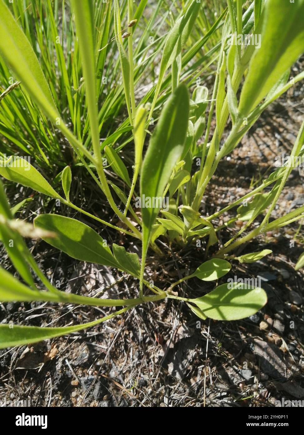 Lance-leaved Coreopsis (Coreopsis lanceolata Stock Photo - Alamy