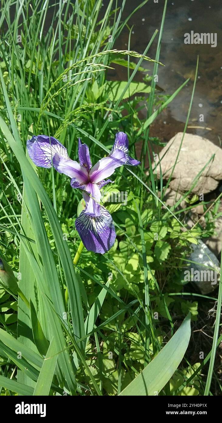 northern blue flag (Iris versicolor Stock Photo - Alamy