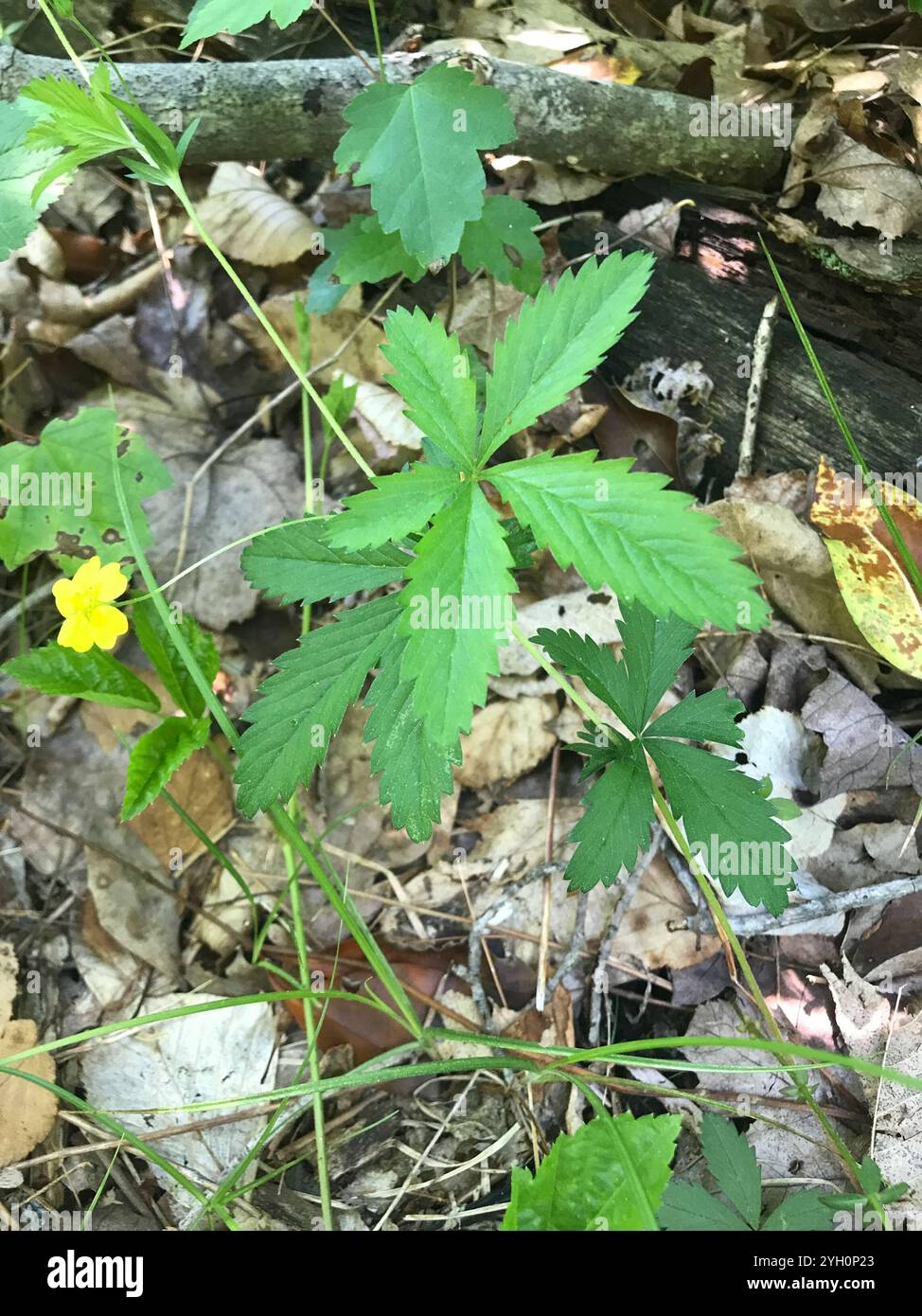common cinquefoil (Potentilla simplex Stock Photo - Alamy