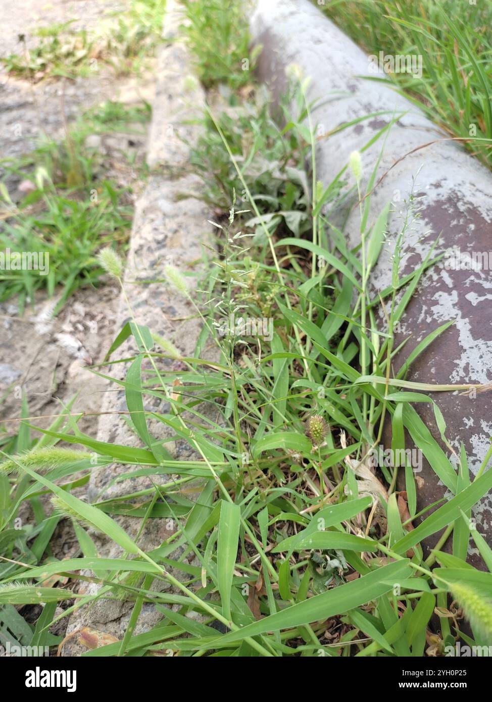 Green Bristle Grass (Setaria viridis Stock Photo - Alamy