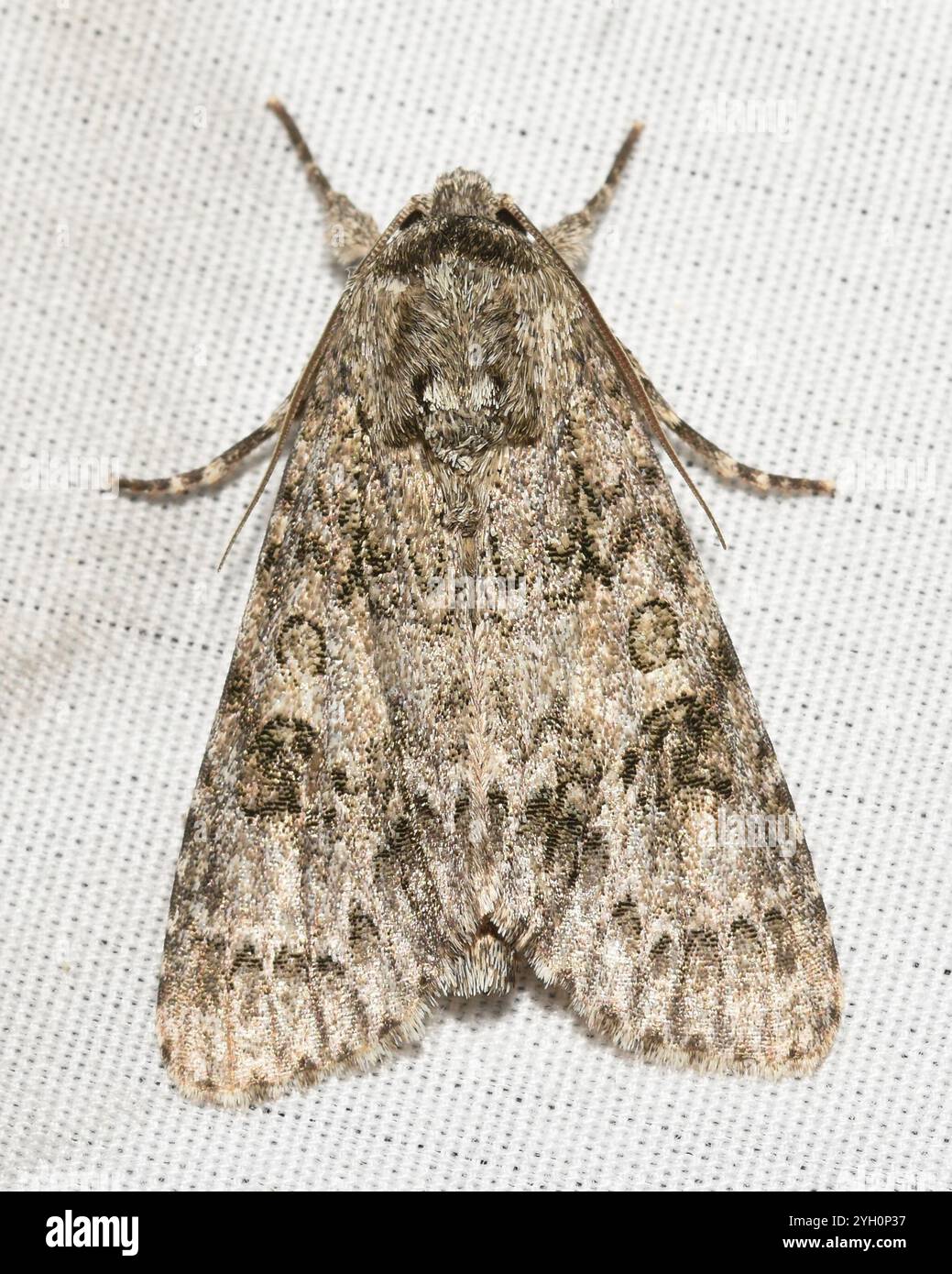 Hackberry Dagger (Acronicta rubricoma Stock Photo - Alamy