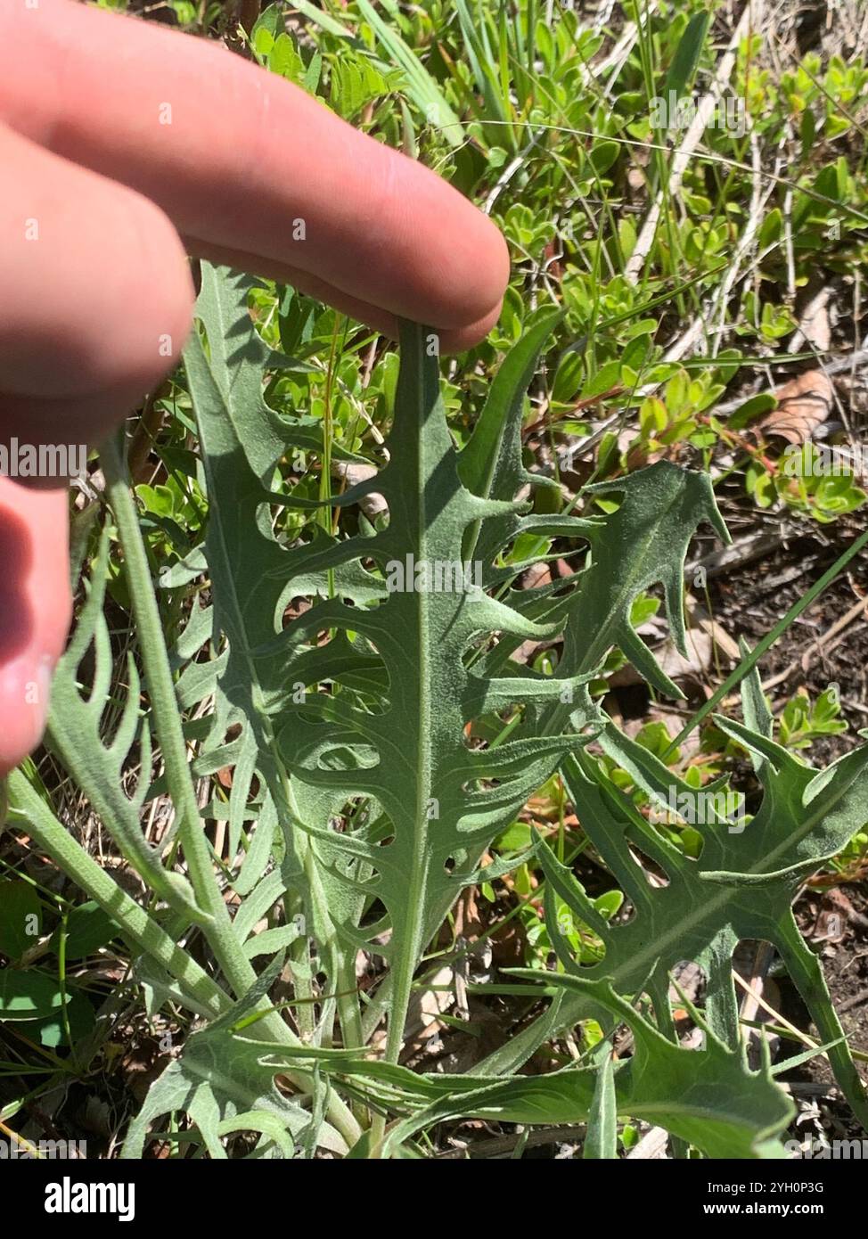 limestone hawksbeard (Crepis intermedia Stock Photo - Alamy
