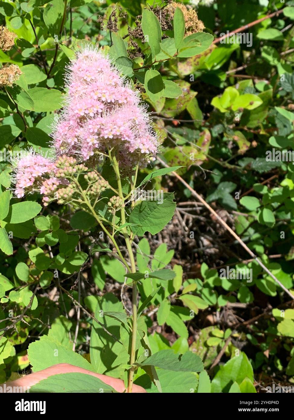 Pyramidal Spirea (Spiraea × pyramidata Stock Photo - Alamy