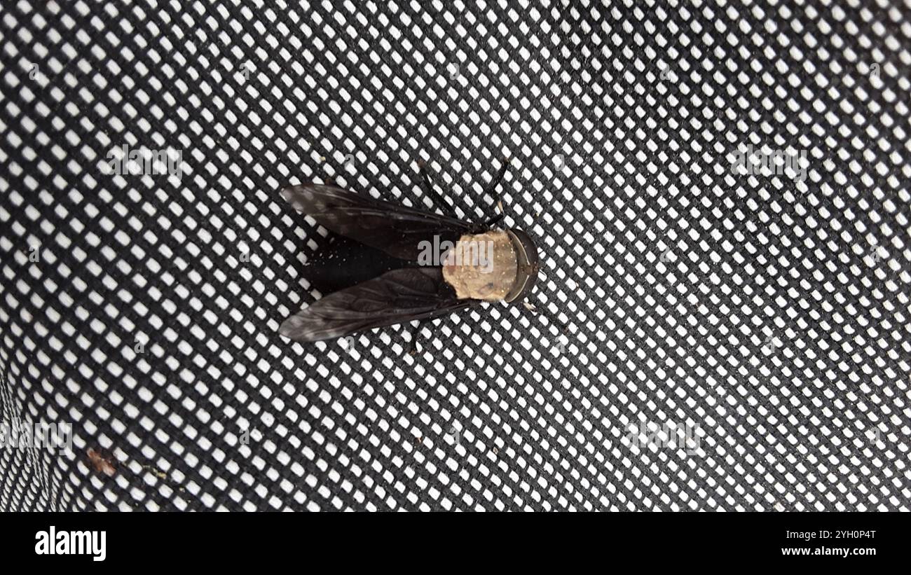 Western Black Horse Fly (Tabanus punctifer Stock Photo - Alamy