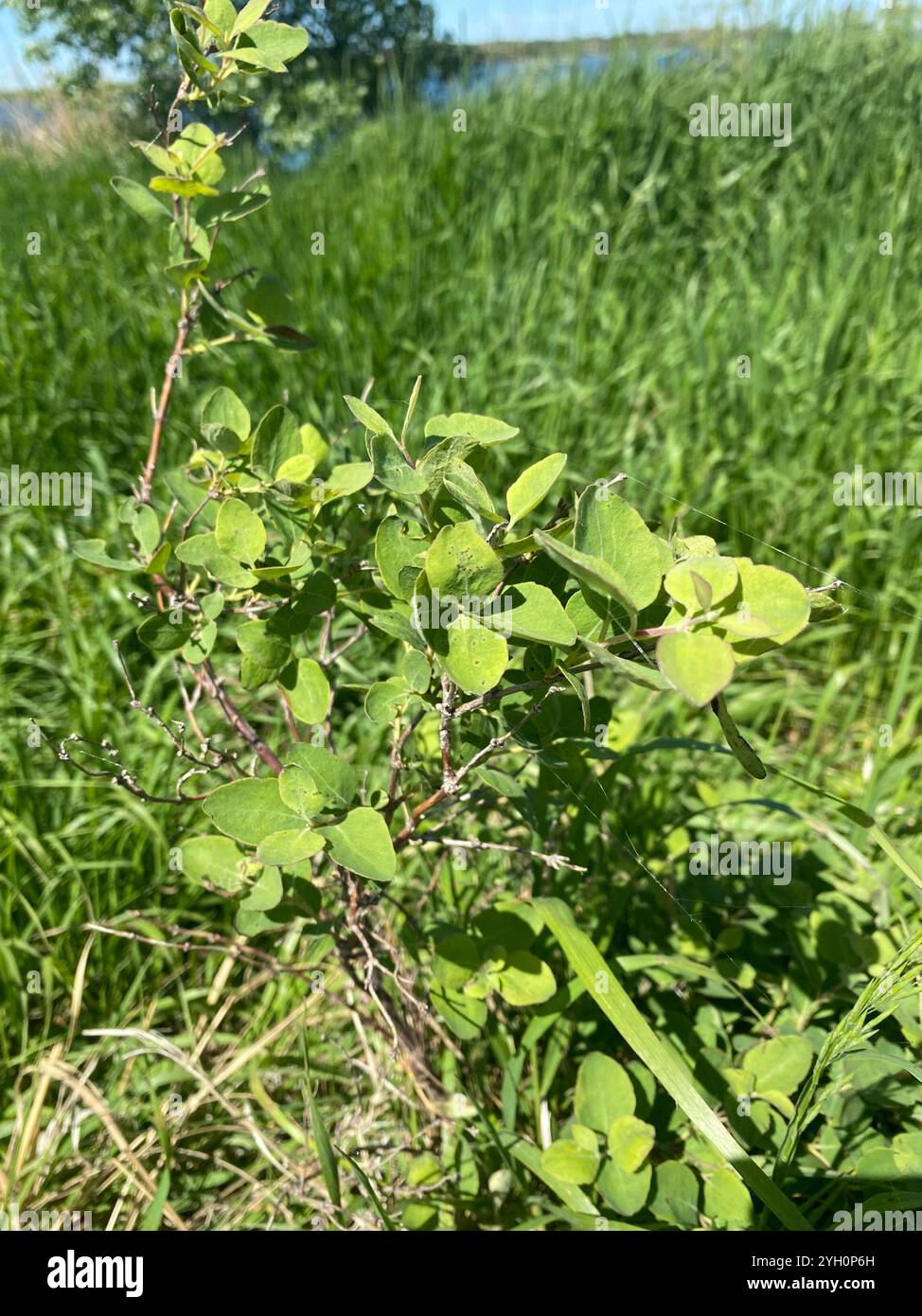 Western Snowberry (Symphoricarpos occidentalis Stock Photo - Alamy
