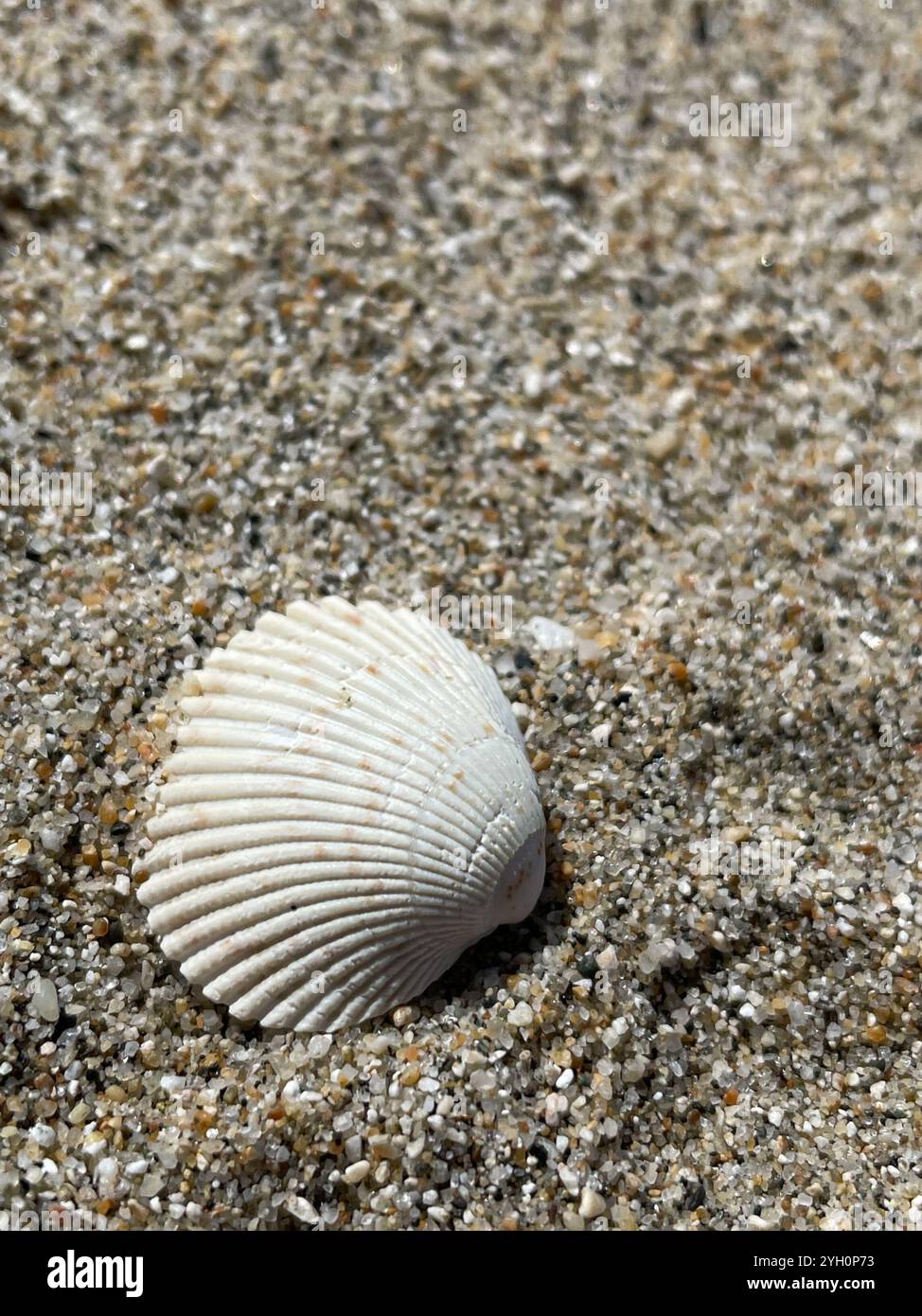 Clinocardium hi-res stock photography and images - Alamy