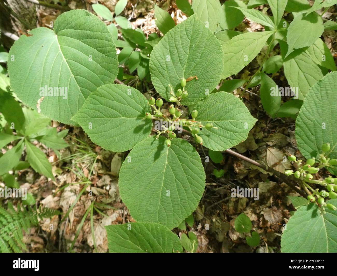 hobblebush (Viburnum lantanoides Stock Photo - Alamy