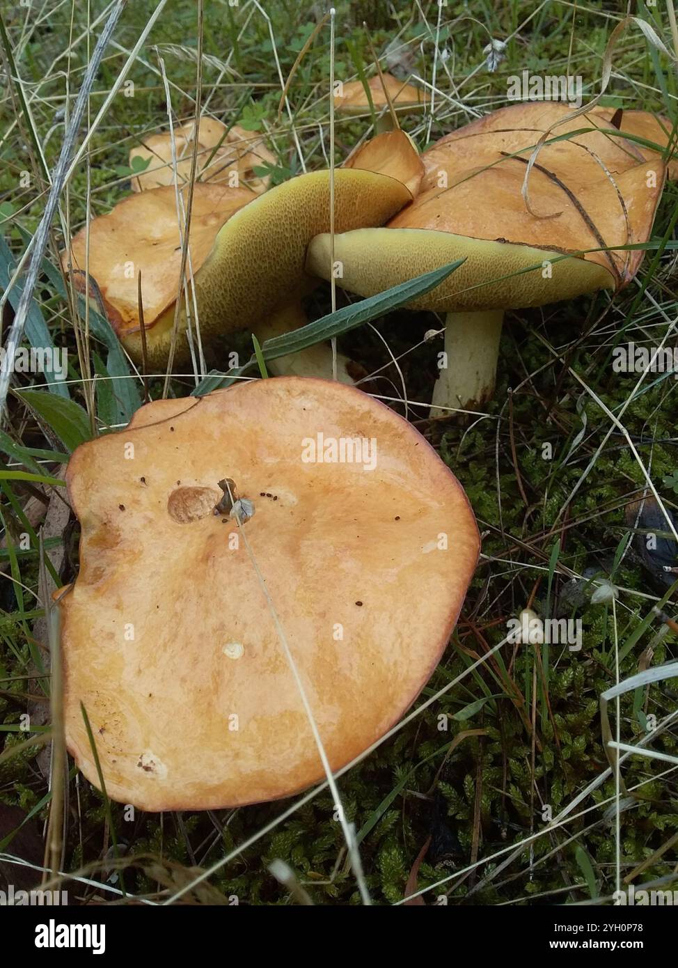 Dotted-stalked Suillus (Suillus granulatus Stock Photo - Alamy