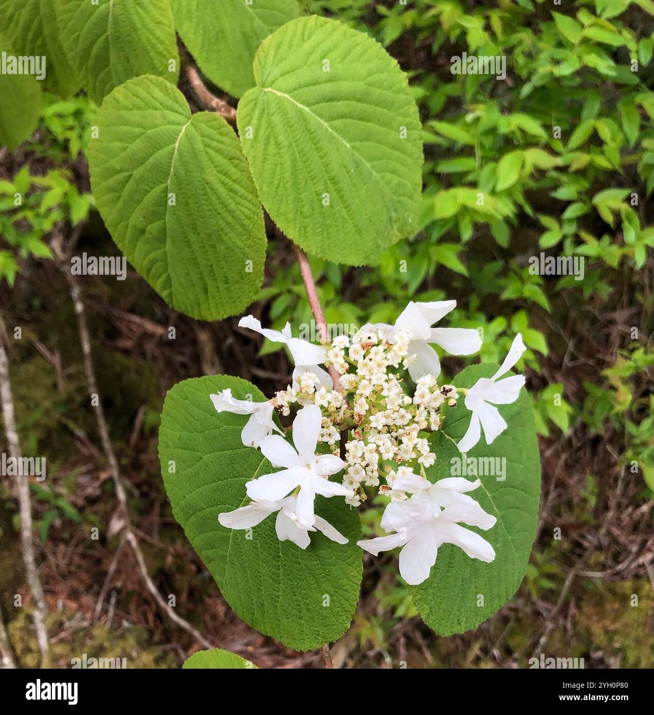 hobblebush (Viburnum lantanoides Stock Photo - Alamy