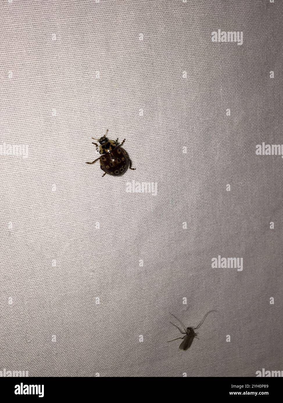 Eye spotted lady beetle hi-res stock photography and images - Alamy