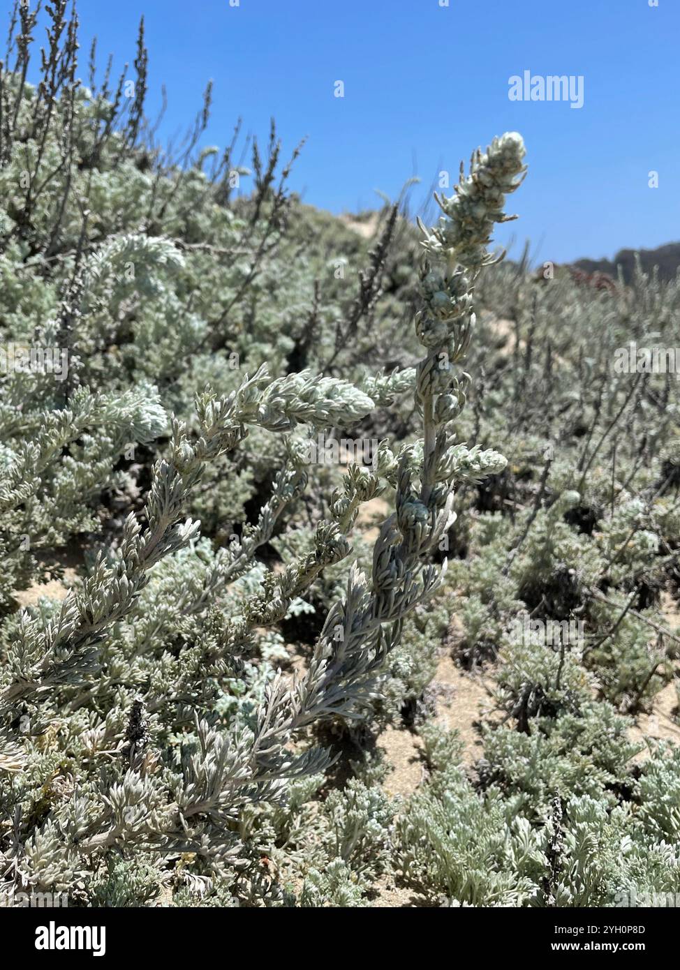 coastal sagewort (Artemisia pycnocephala Stock Photo - Alamy