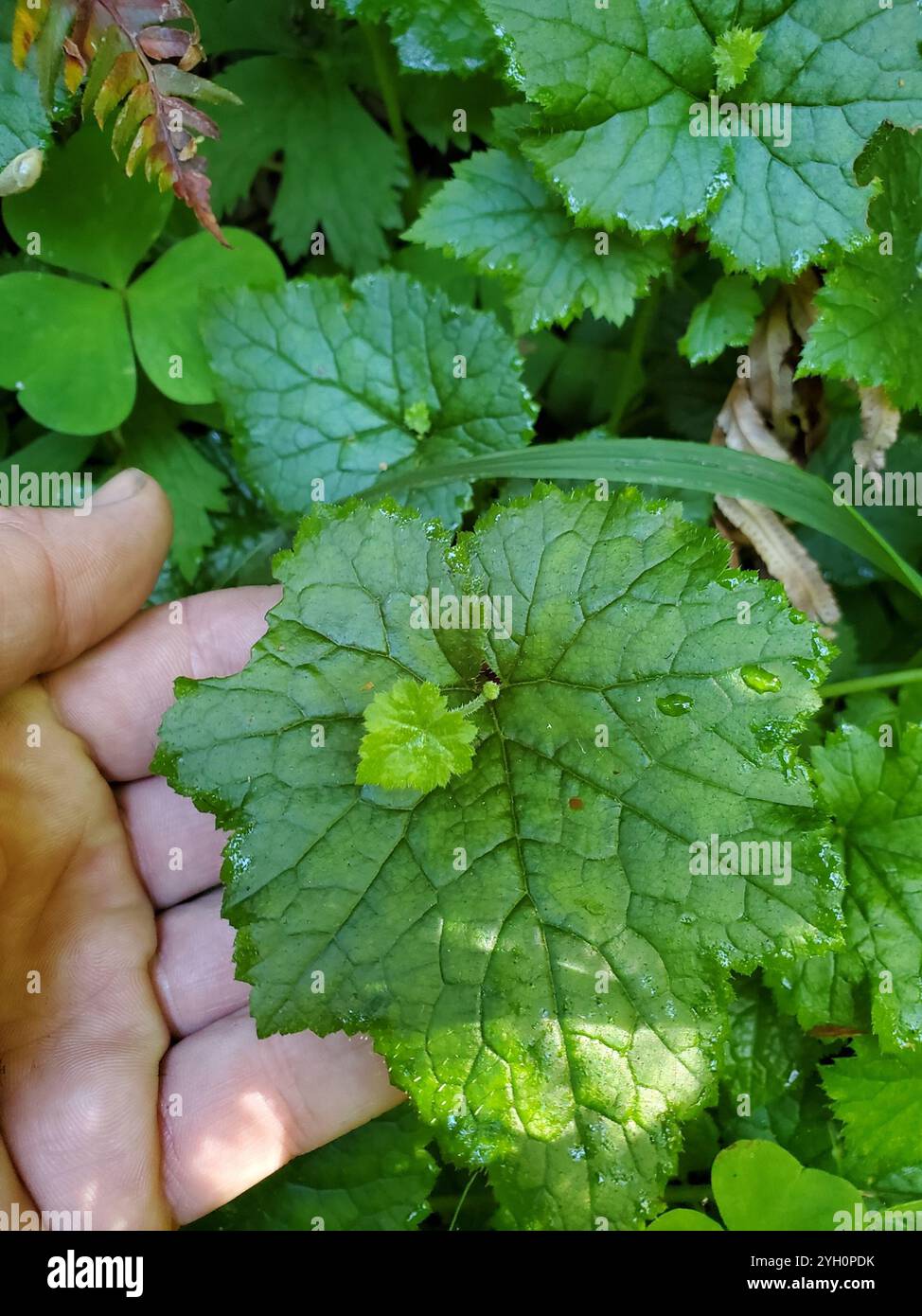 fringe cups (Tellima grandiflora Stock Photo - Alamy
