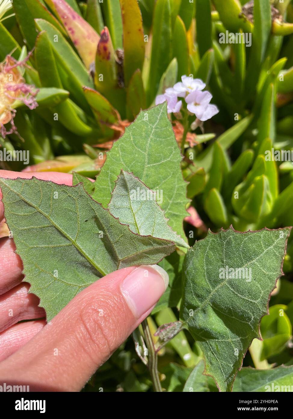 Chenopodioideae subfamily hi-res stock photography and images - Alamy