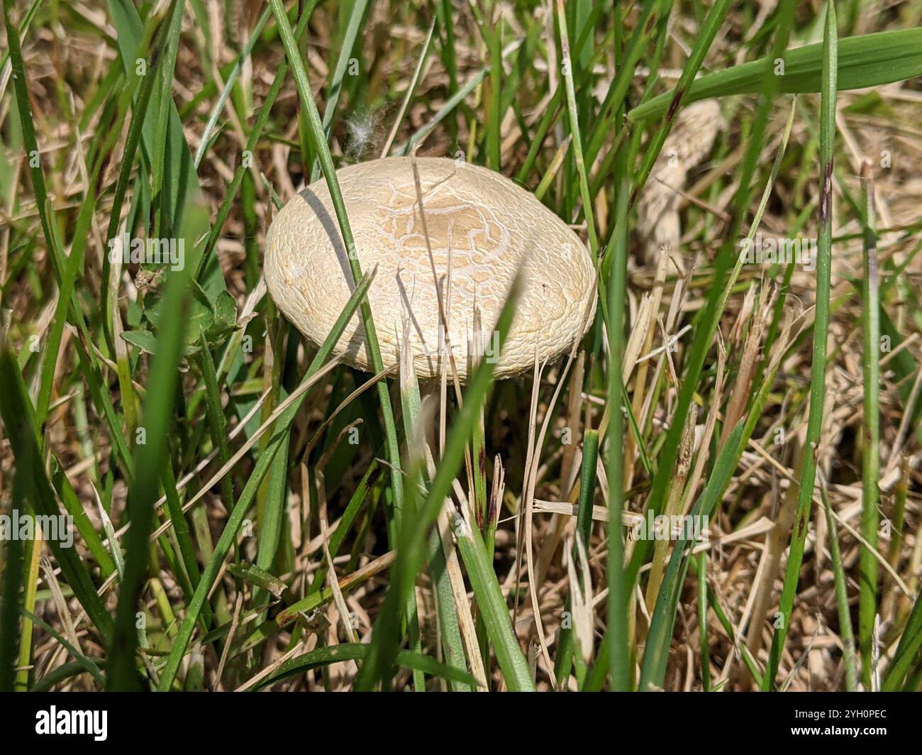 Common Fieldcap (Agrocybe pediades Stock Photo - Alamy