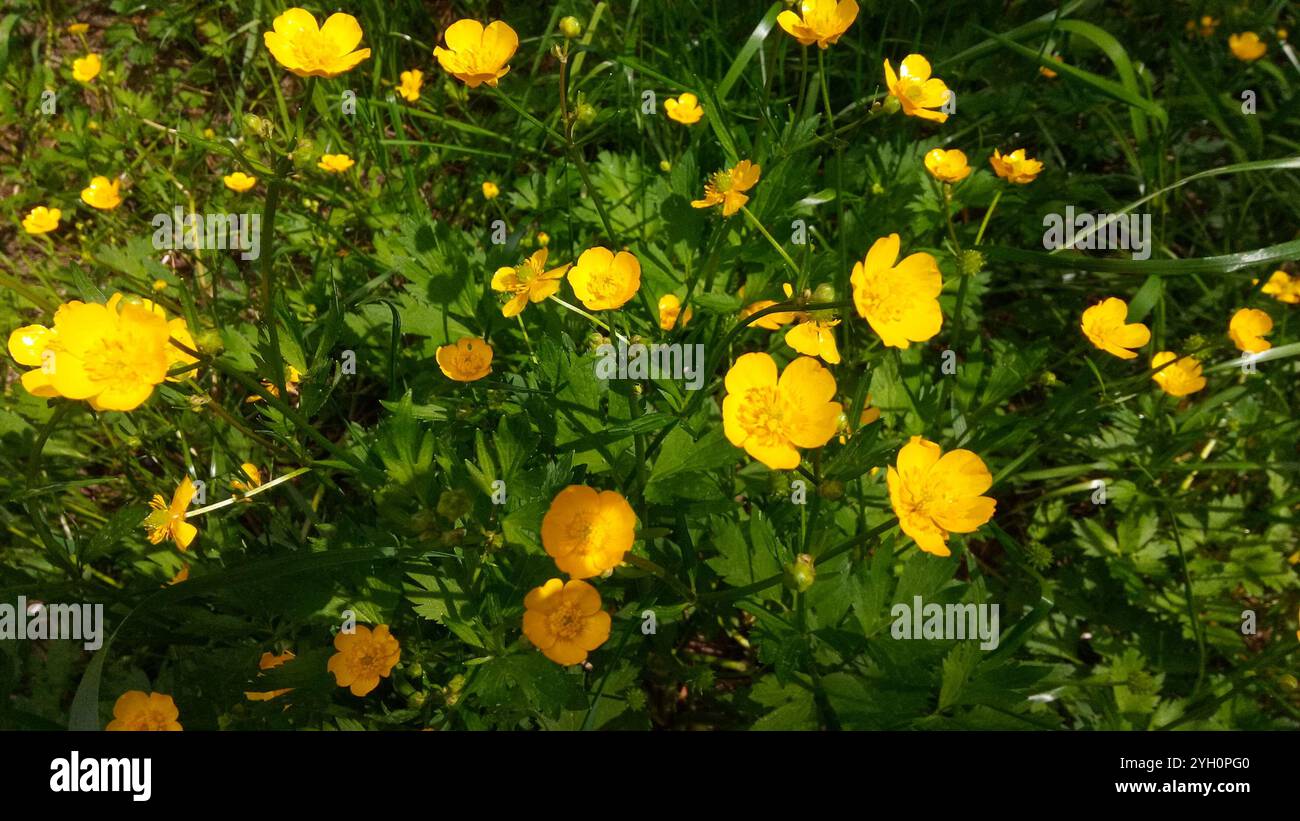 Creeping buttercup (Ranunculus repens Stock Photo - Alamy