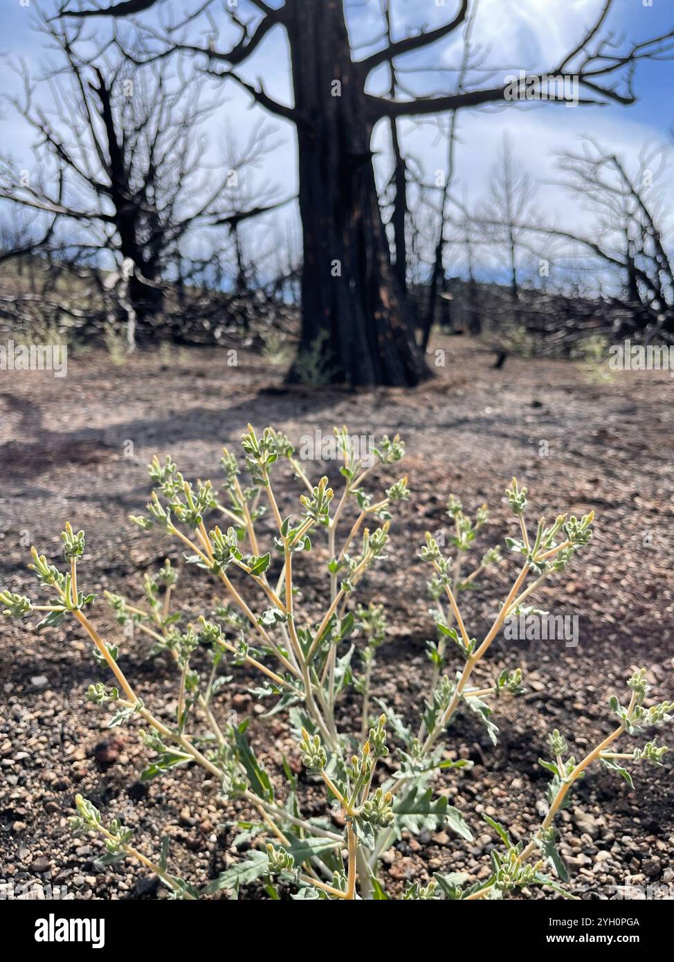 Whitestem Blazingstar (Mentzelia albicaulis Stock Photo - Alamy