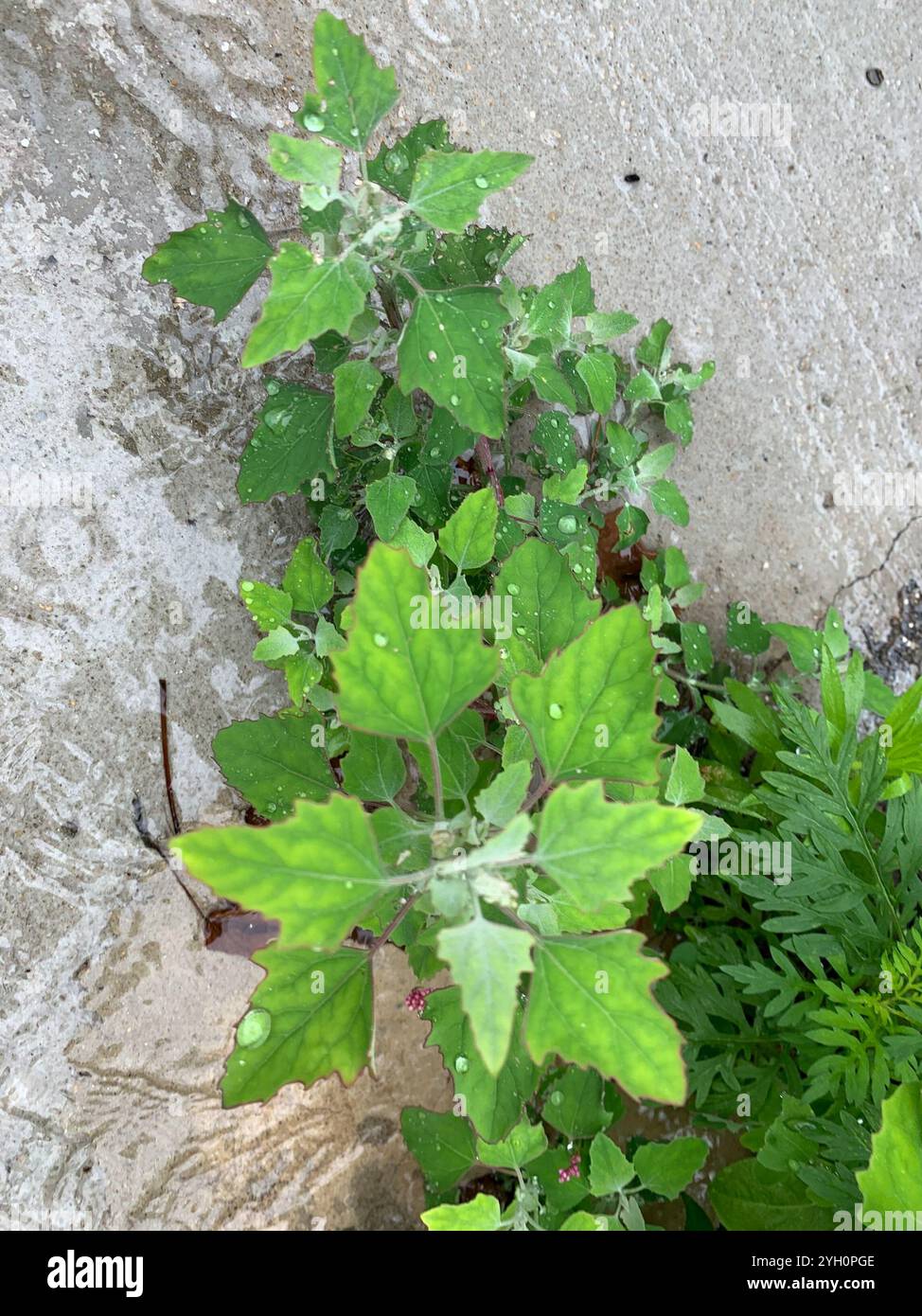 Common Lambsquarters (Chenopodium album Stock Photo - Alamy