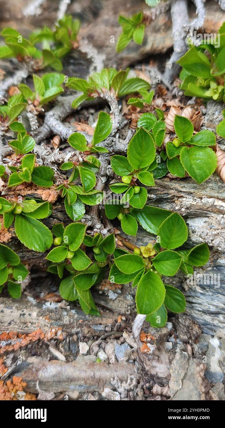 Dwarf Buckthorn (Rhamnus pumila Stock Photo - Alamy