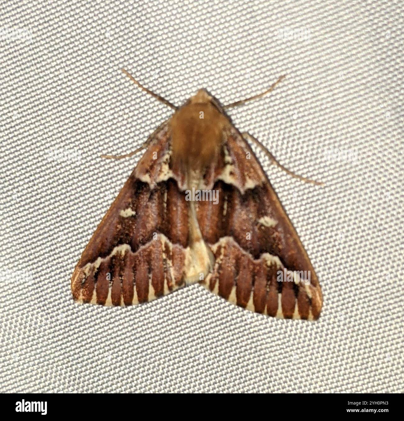 Western Conifer Looper (Caripeta aequaliaria Stock Photo - Alamy