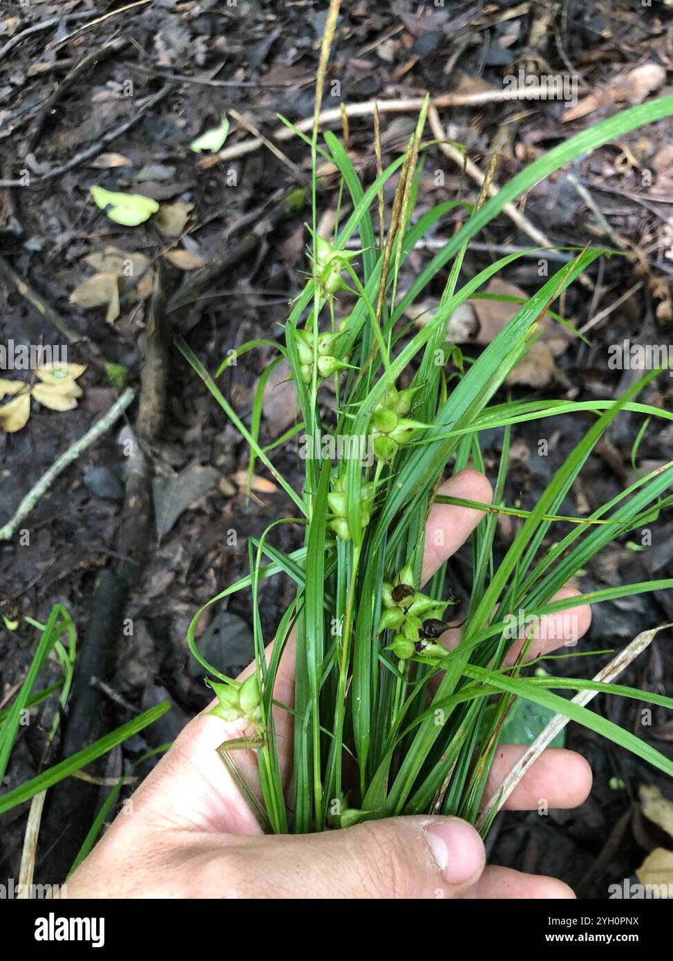 bladder sedge (Carex intumescens Stock Photo - Alamy
