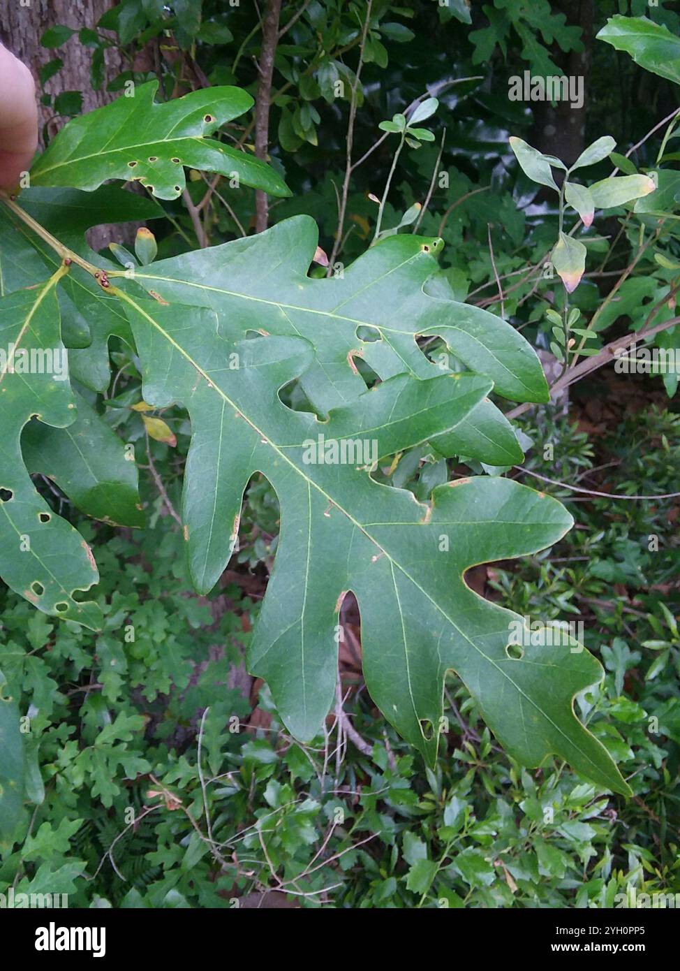 white oak (Quercus alba Stock Photo - Alamy