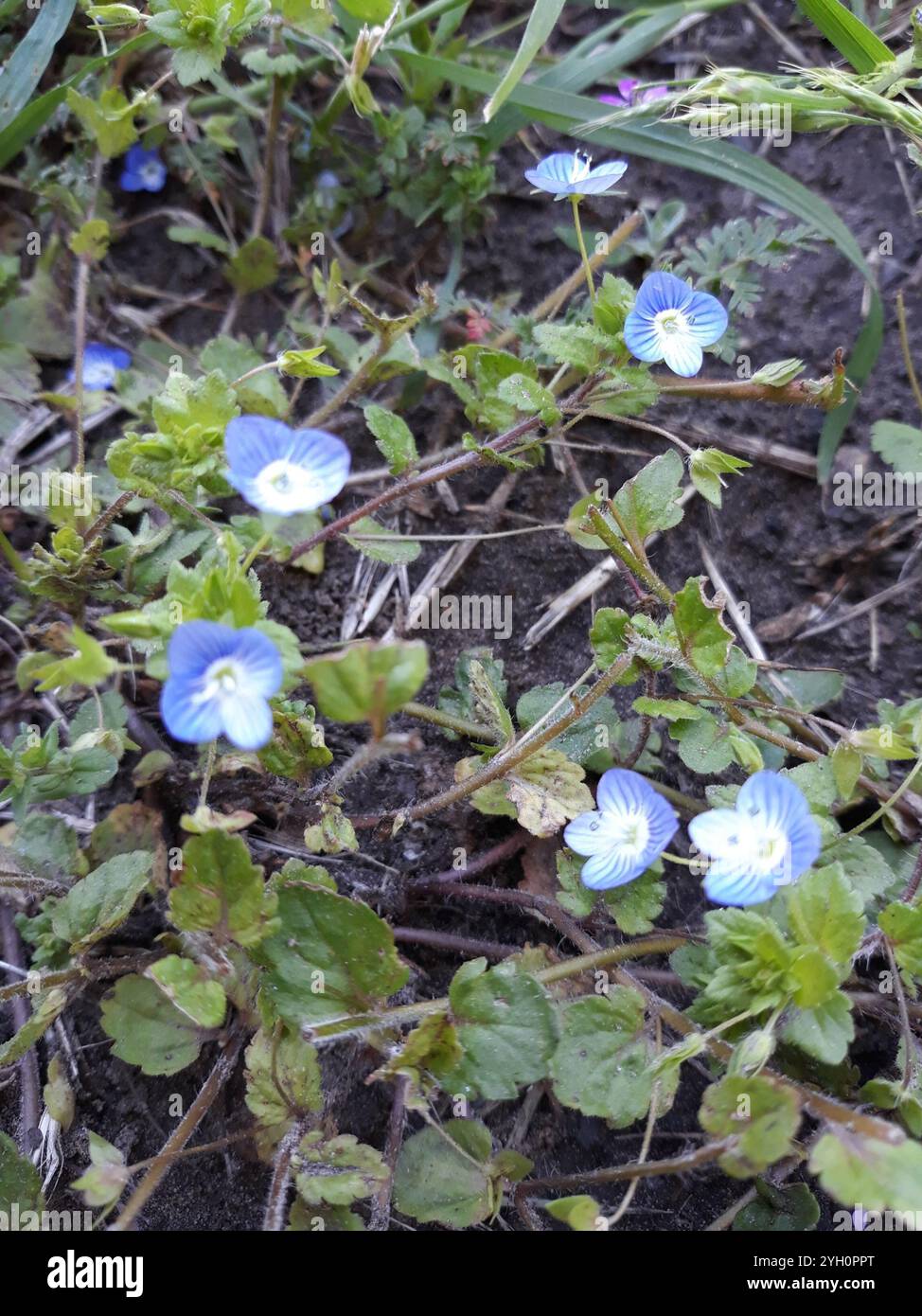 bird's-eye speedwell (Veronica persica Stock Photo - Alamy