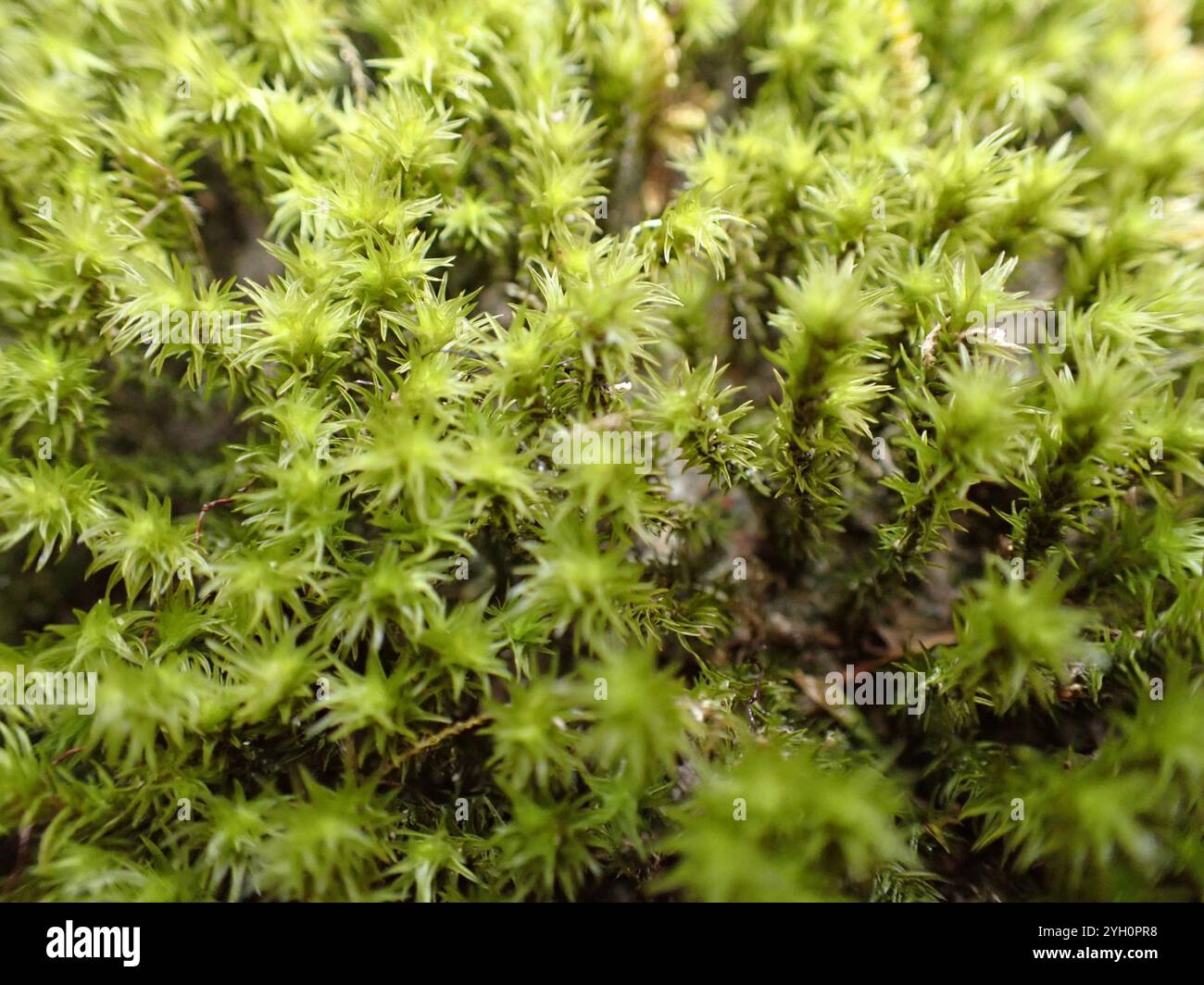 rough goose neck moss (Hylocomiadelphus triquetrus Stock Photo - Alamy