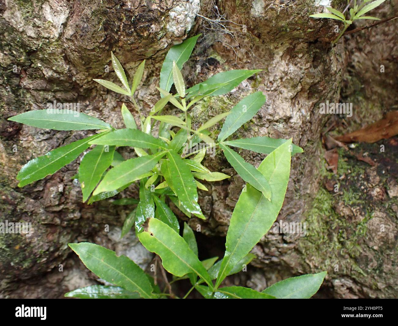 Trifoliatus hi-res stock photography and images - Alamy