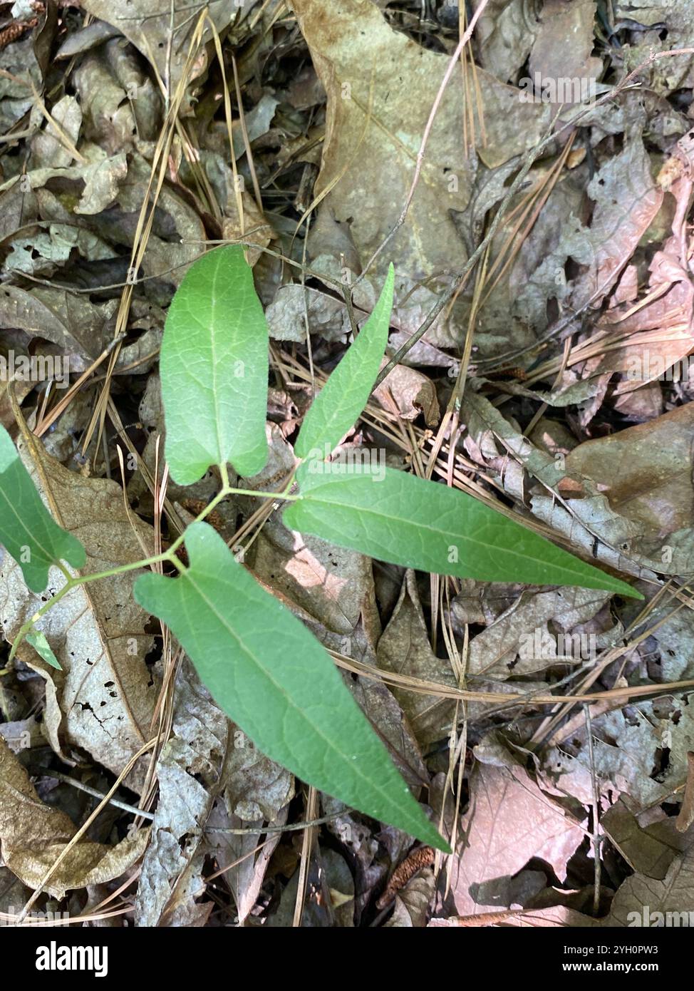 Virginia snakeroot (Aristolochia serpentaria Stock Photo - Alamy