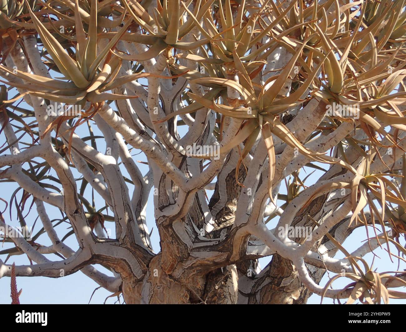 Quiver Tree (Aloidendron dichotomum Stock Photo - Alamy