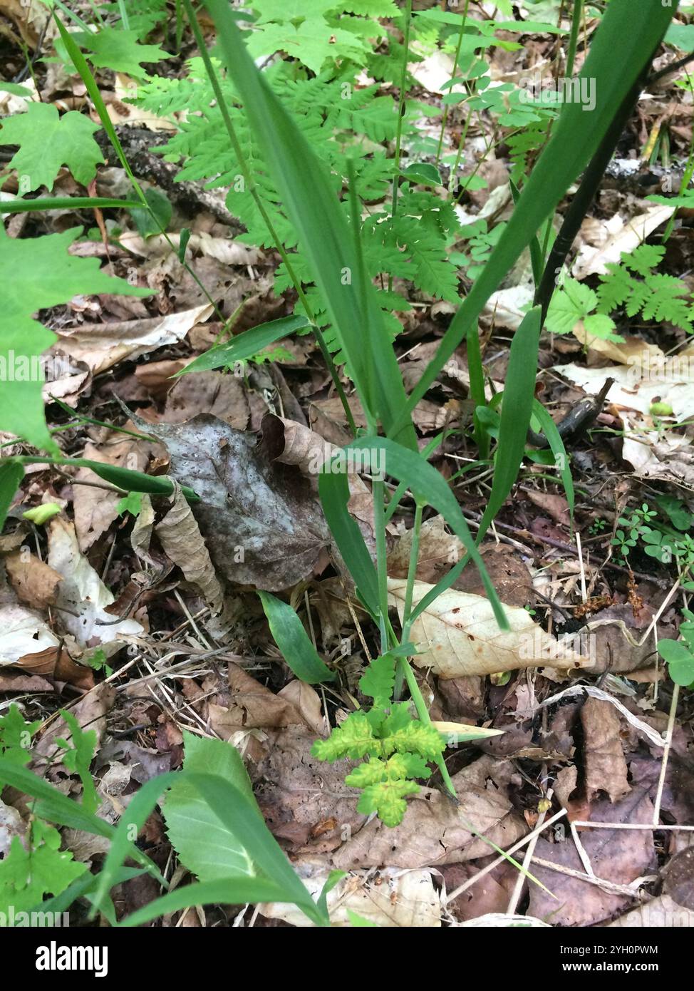 Wood Millet (Milium effusum Stock Photo - Alamy