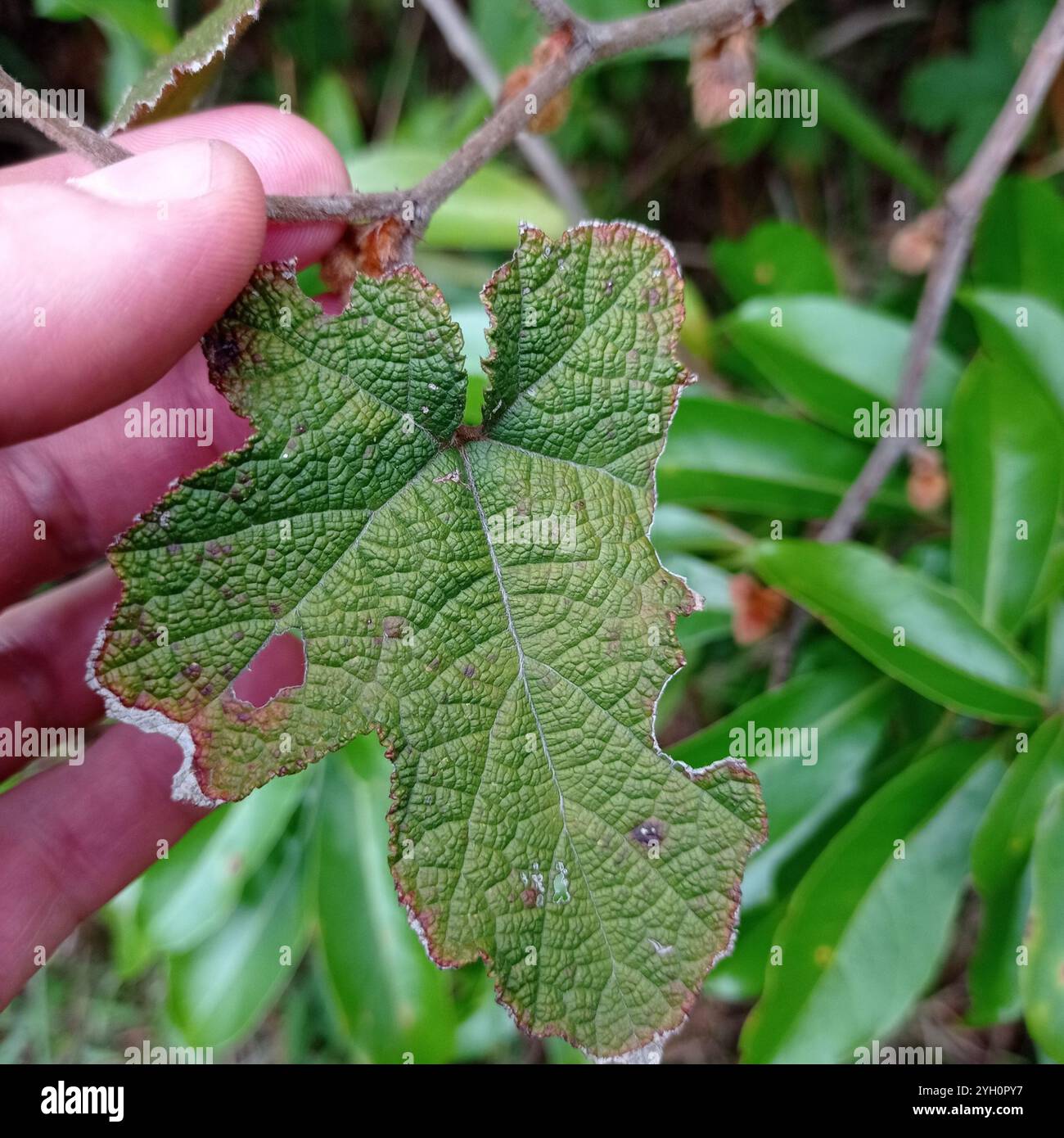 Rusty-haired Raspberry (Rubus reflexus Stock Photo - Alamy