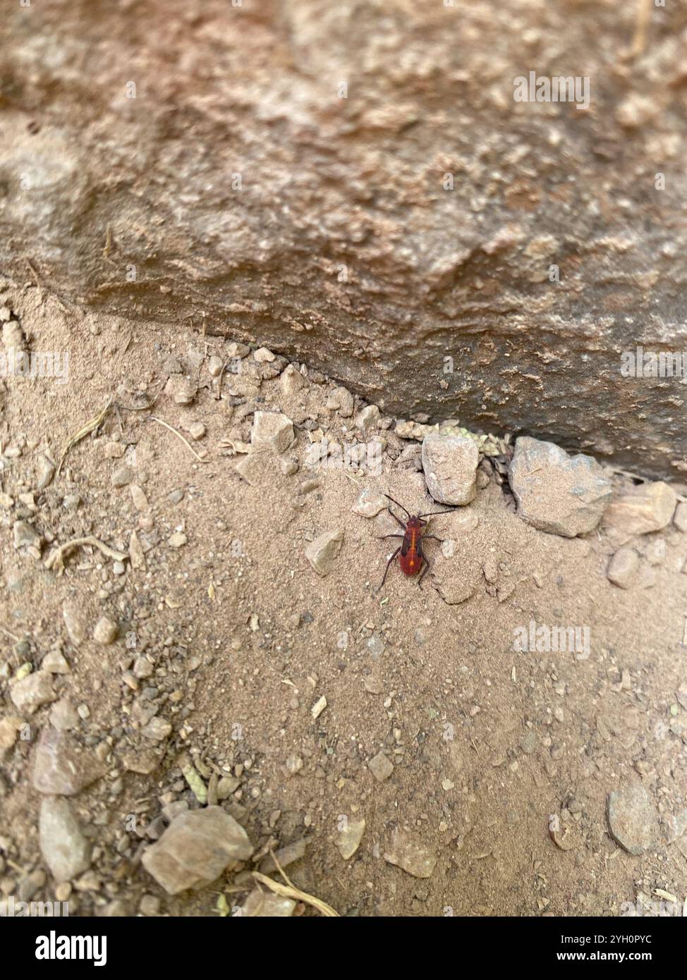 Eastern Boxelder Bug (Boisea trivittata Stock Photo - Alamy