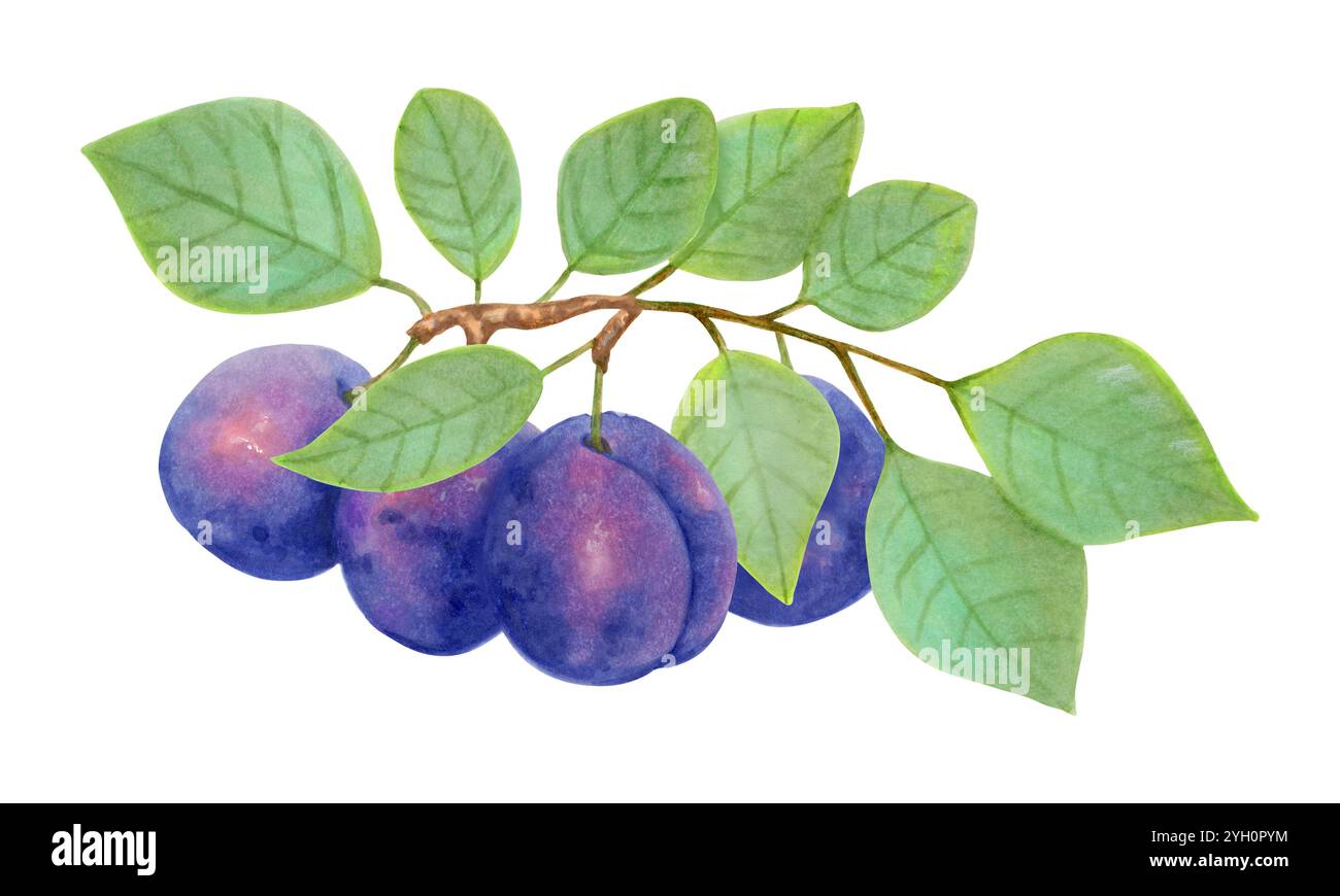 Botanical drawing plum tree hi-res stock photography and images - Alamy
