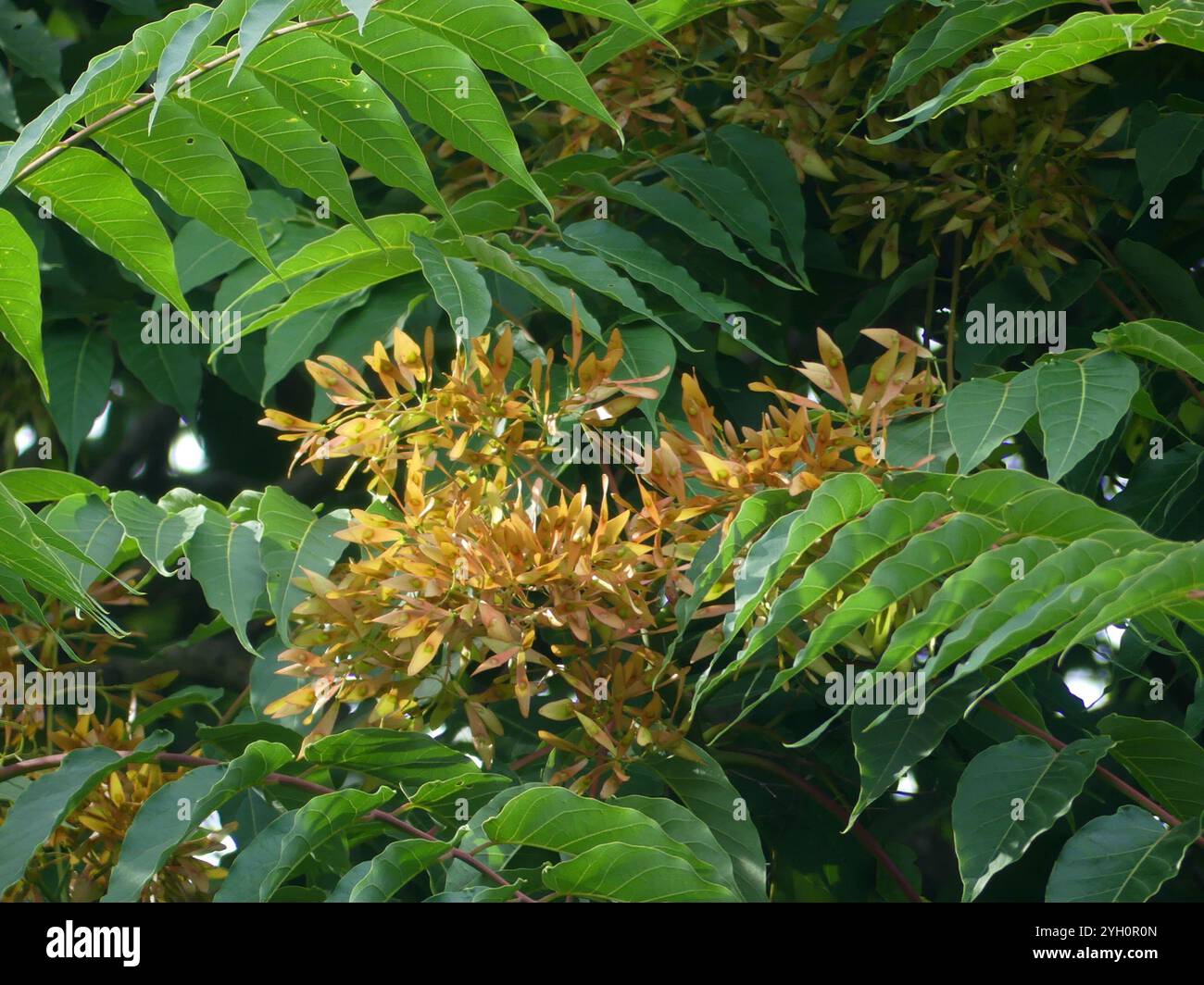 tree-of-heaven (Ailanthus altissima Stock Photo - Alamy