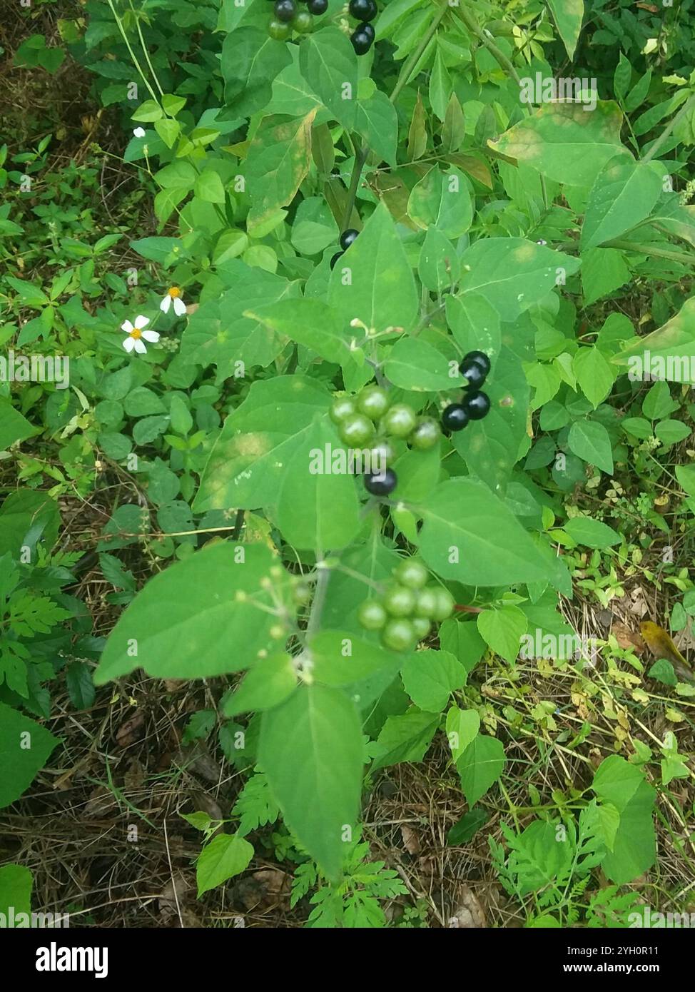 American black nightshade (Solanum americanum Stock Photo - Alamy