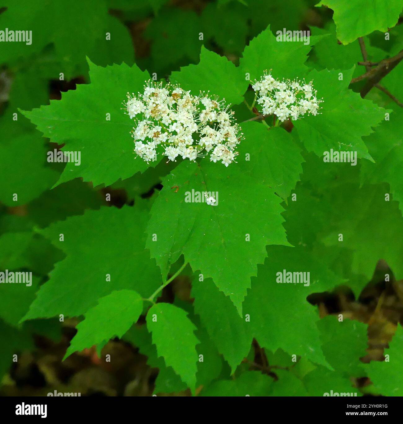 mapleleaf viburnum (Viburnum acerifolium Stock Photo - Alamy